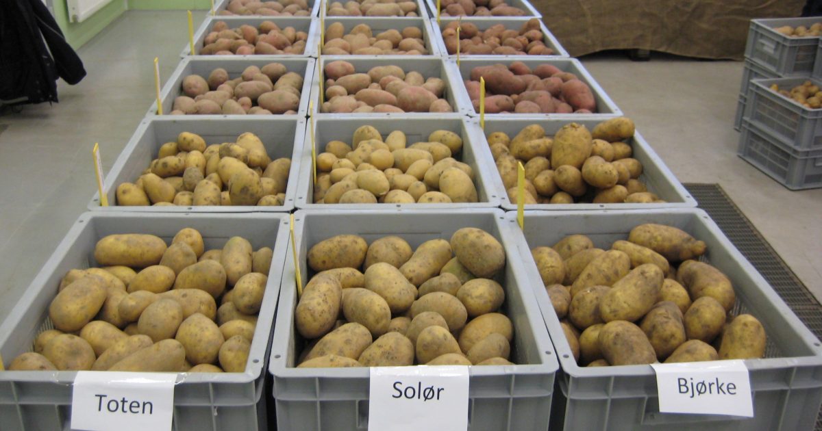 Resultater prøving nye sorter | Fagforum Potet