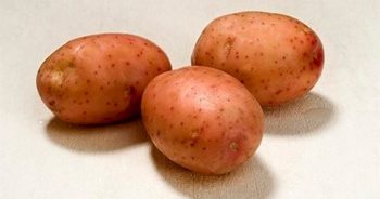 Rutt | Fagforum Potet