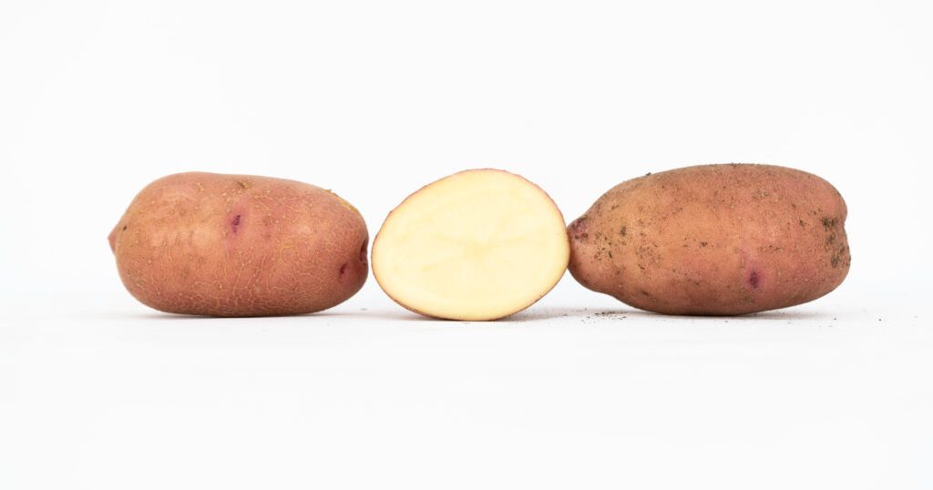 Beate -dyrkingsveiledning | Fagforum Potet