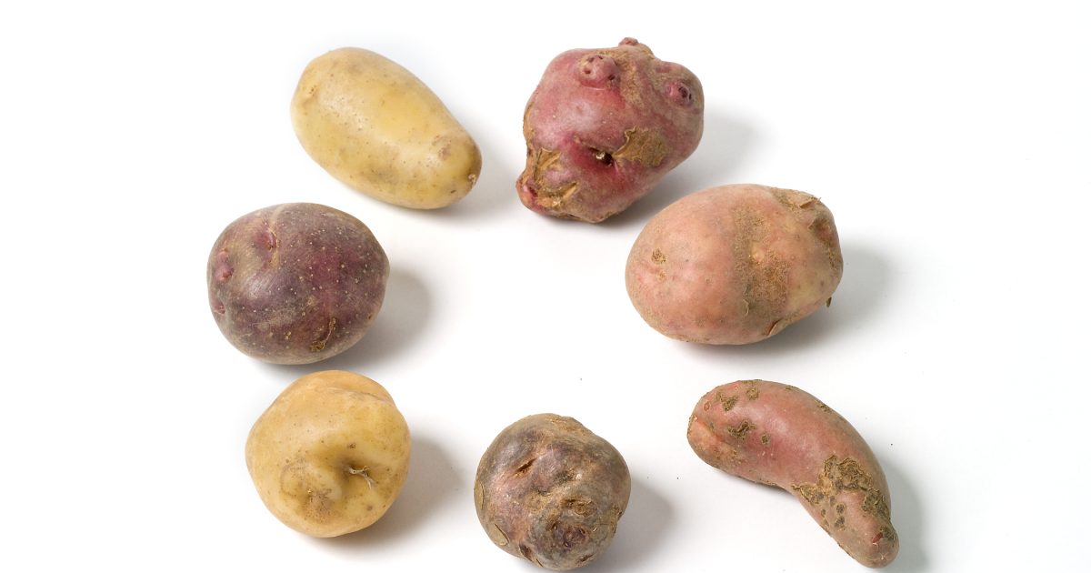 Historiske potetsorter dyrket i Norge | Fagforum Potet