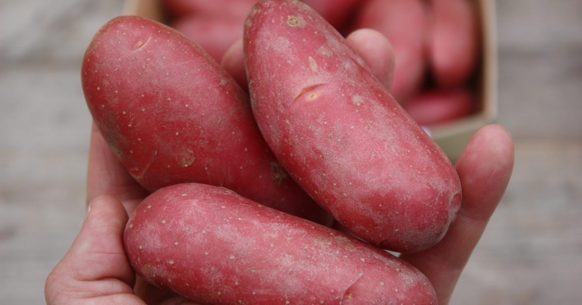 3 gode grunner til å velge potet | Fagforum Potet