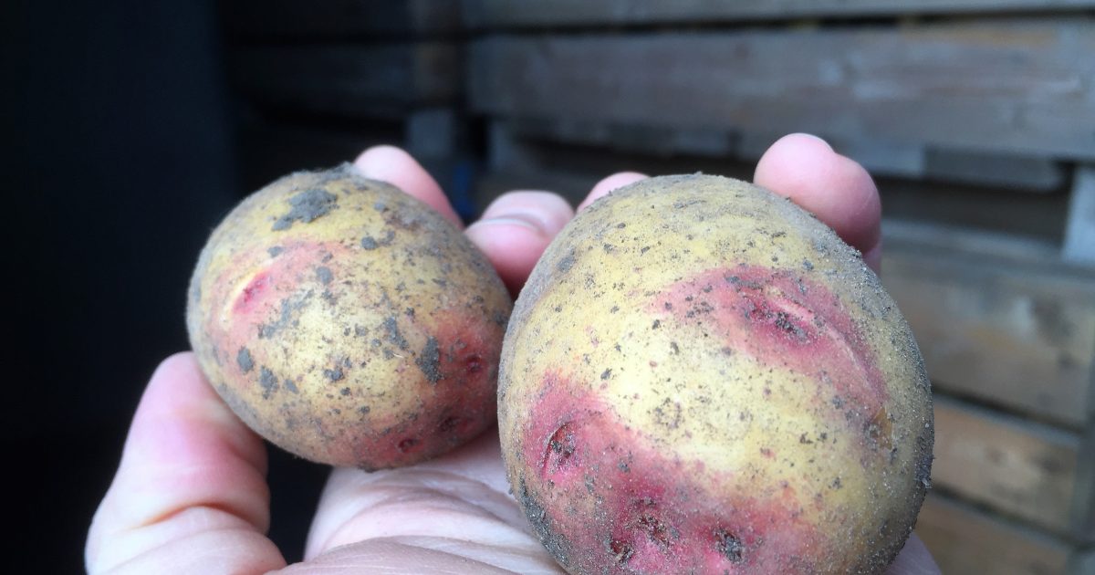 Smarte lagerløsninger for poteter og grønnsaker | Fagforum Potet