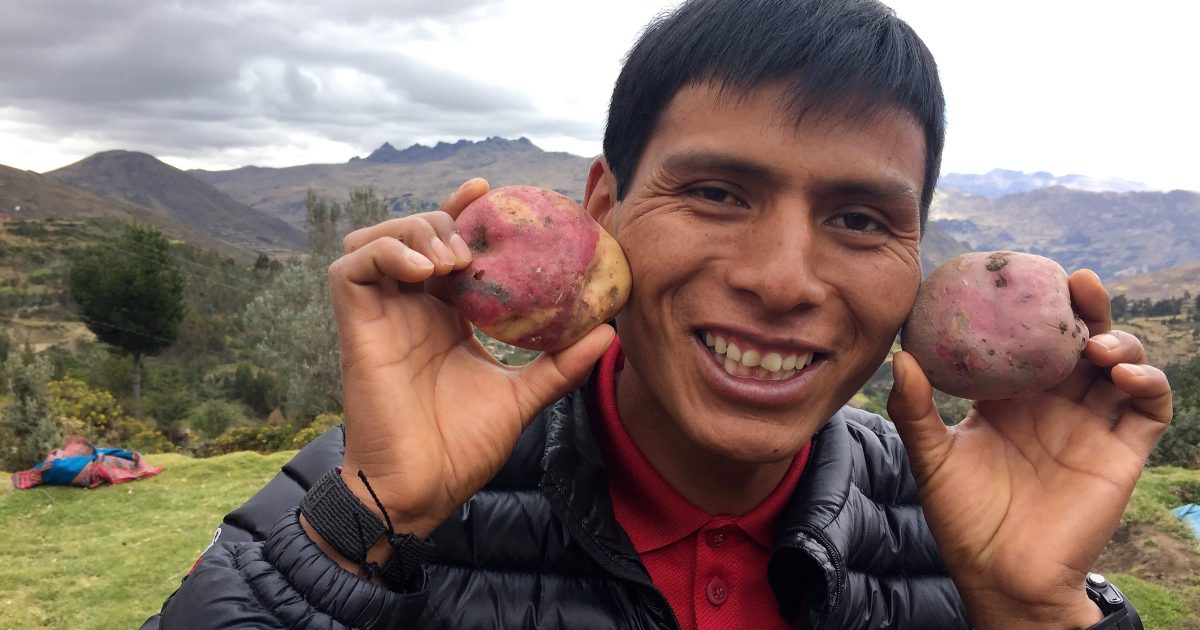 Potetsanger | Fagforum Potet