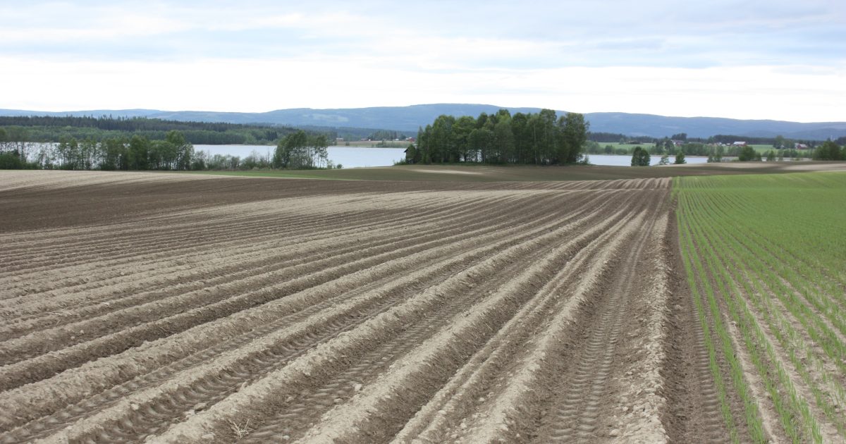 Potet 2017 | Fagforum Potet