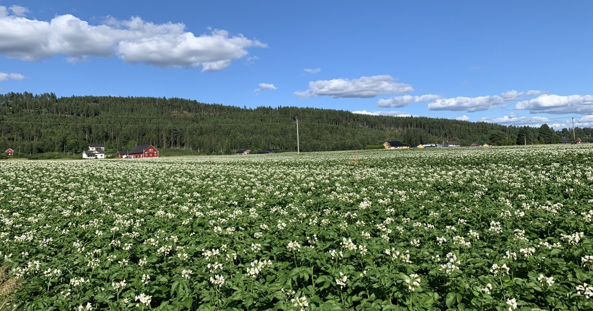 Utvikling av bærekraftsindikator for potet | Fagforum Potet