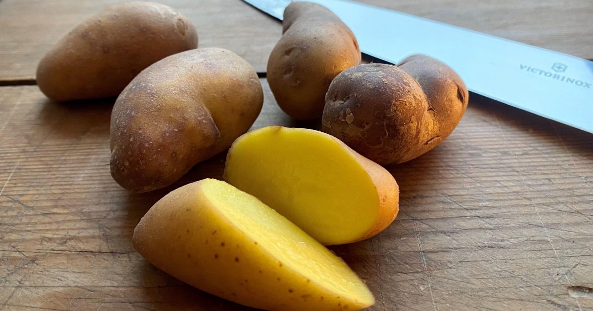 #diggpotet | Fagforum Potet