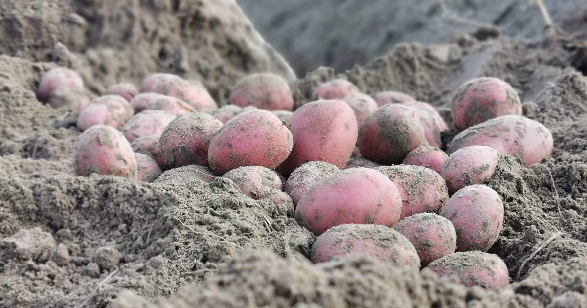 Om poteten | Fagforum Potet