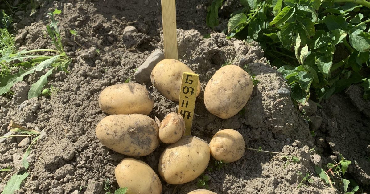 Nordlys og Undset er nye potetsorter fra Graminor | Fagforum Potet