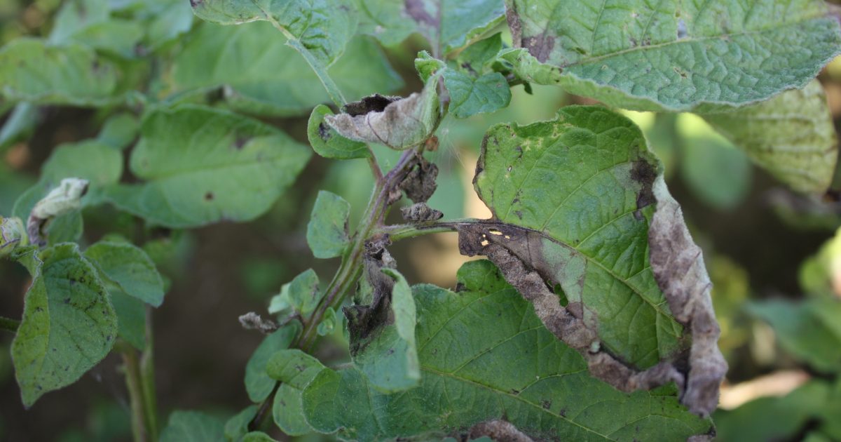 Ny genotype av tørråte vil ha stor betydning for… | Fagforum Potet