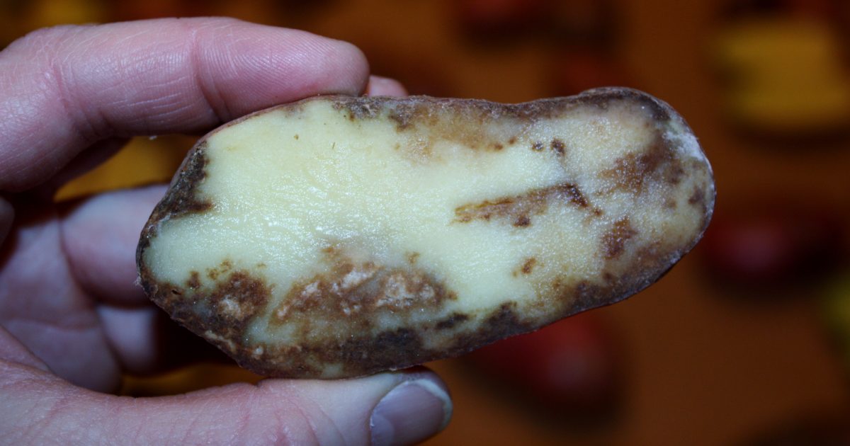 NoBlight: New challenges with old potato diseases:… | Fagforum Potet