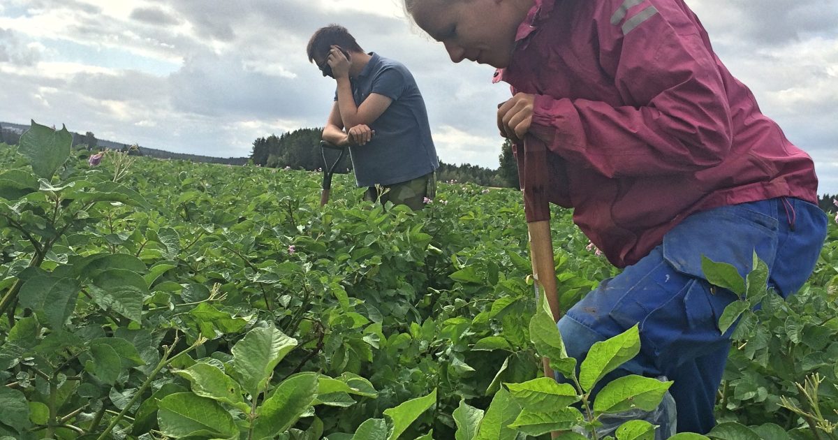 Graveprøver som grunnlag for avlings- og… | Fagforum Potet