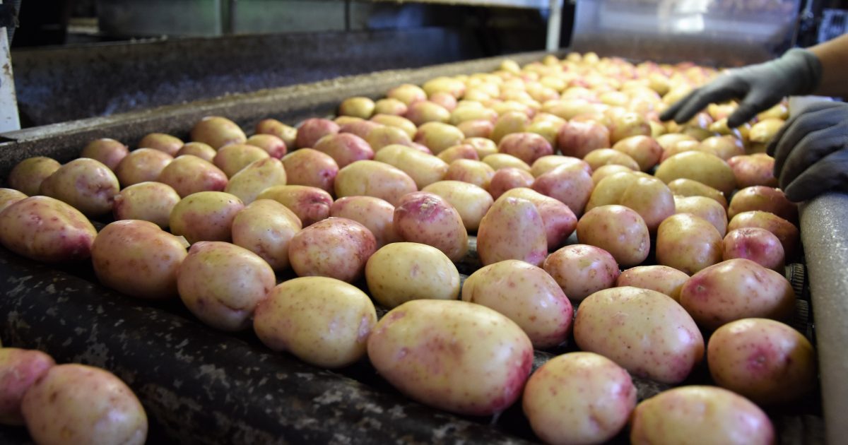 Nam! Årets nypoteter fra Reddal | Fagforum Potet