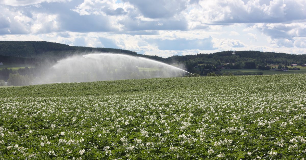 Nanolæring: rask læring om potetproduksjon | Fagforum Potet