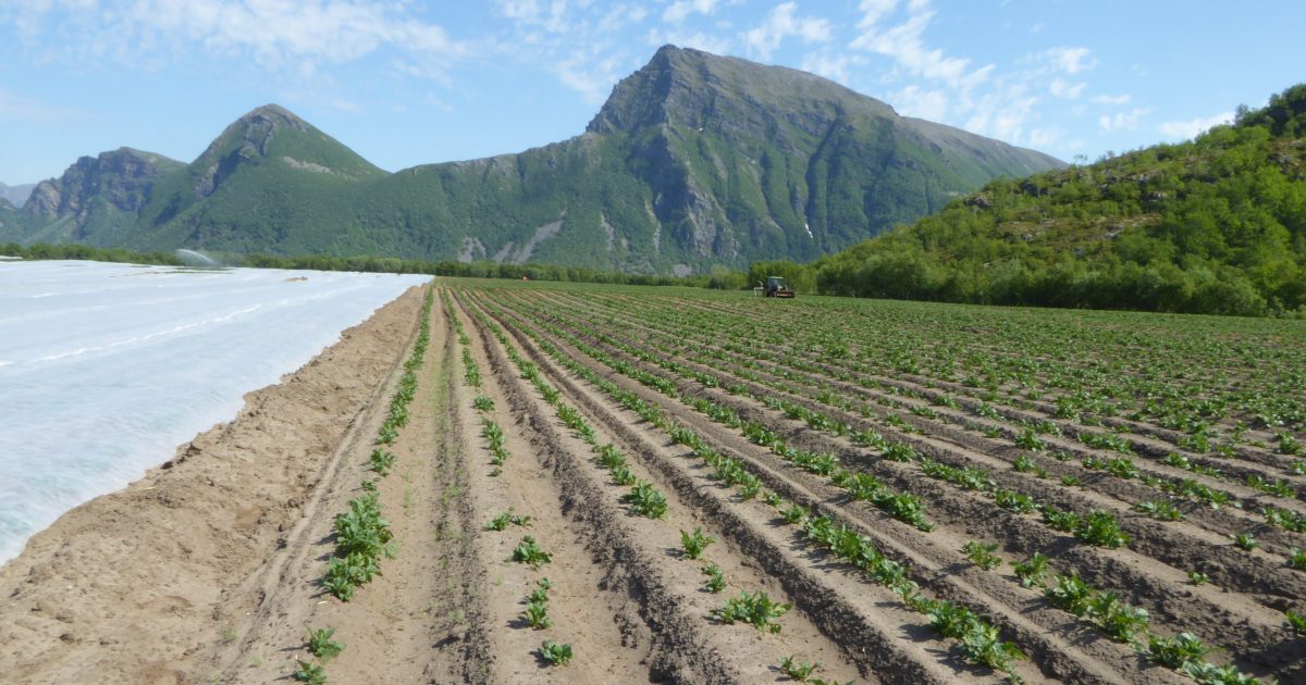 Potet 2019 | Fagforum Potet