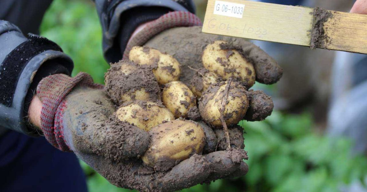 Bransjemøte 2022 | Fagforum Potet