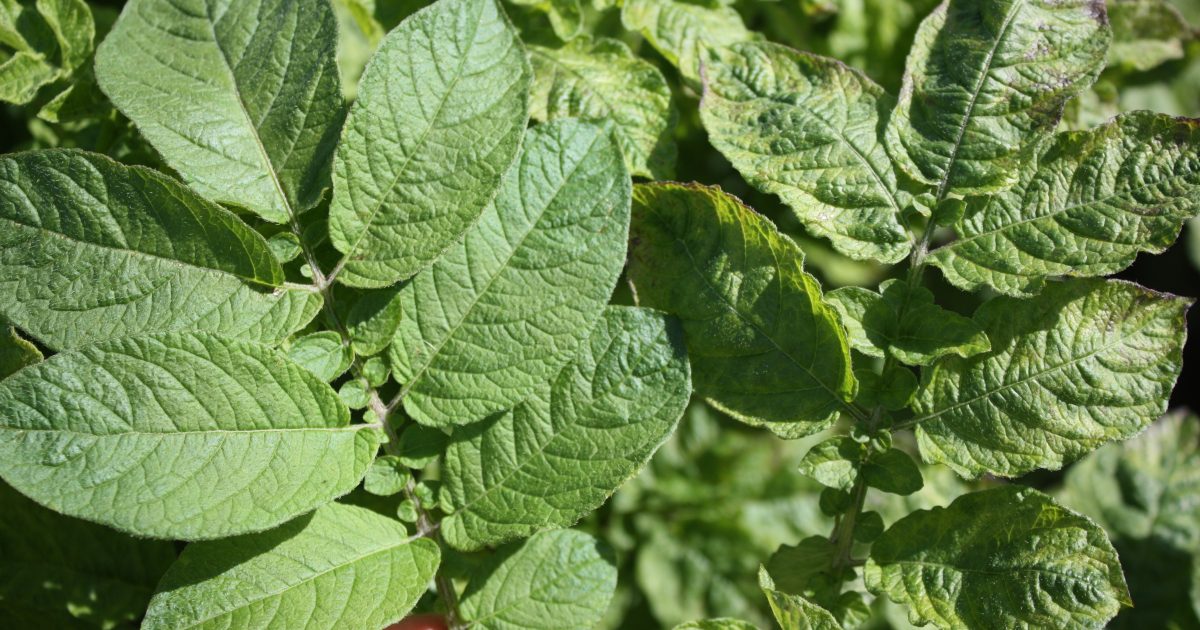 Samarbeidspartnere | Fagforum Potet