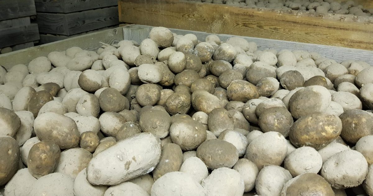 Innlagring og sårheling – nøkkelen til god… | Fagforum Potet